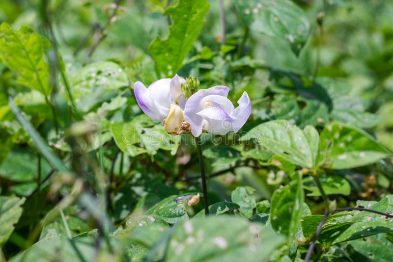 Fully Blossomed Common Bean Flowers in Bright Sunlight Stock Image ...
