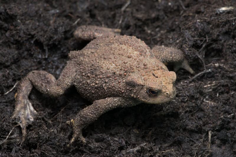 Fully Body Image of the Common or European Toad, Showing Face and Back ...