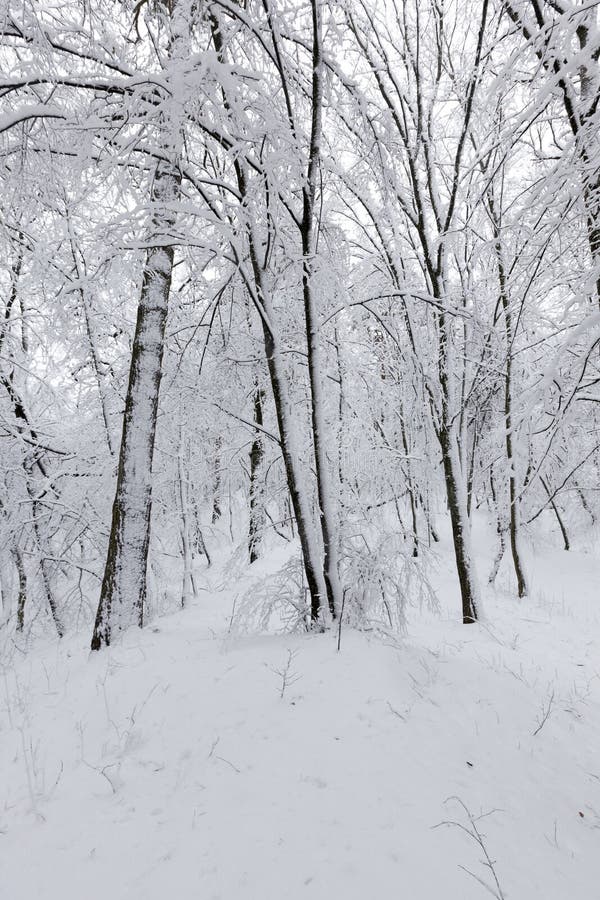Fully Covered with Snow Deciduous Trees in Winter Stock Photo - Image ...