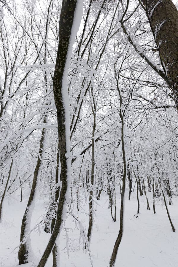 Fully Covered with Snow Deciduous Trees in Winter Stock Photo - Image ...