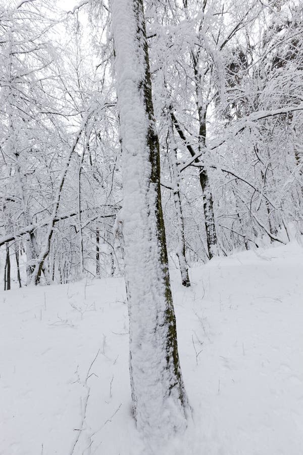 Fully Covered with Snow Deciduous Trees in Winter Stock Image - Image ...