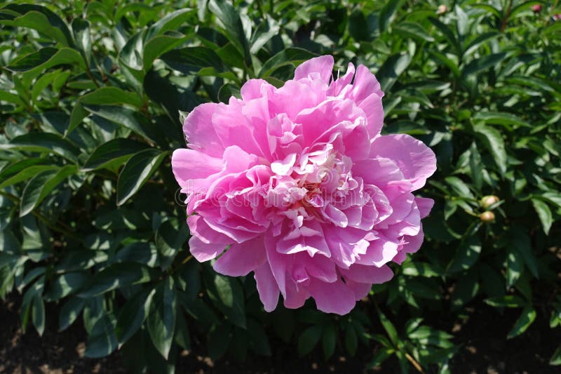 Fully Double Pink Flower of Peony in June Stock Image - Image of leaf ...