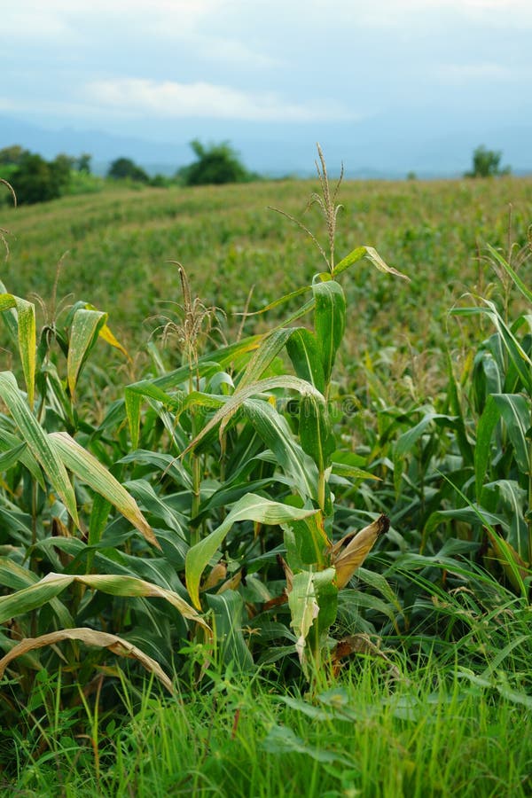 Fully Grown Corn Ready To Be Harvested. Stock Photo - Image of ...