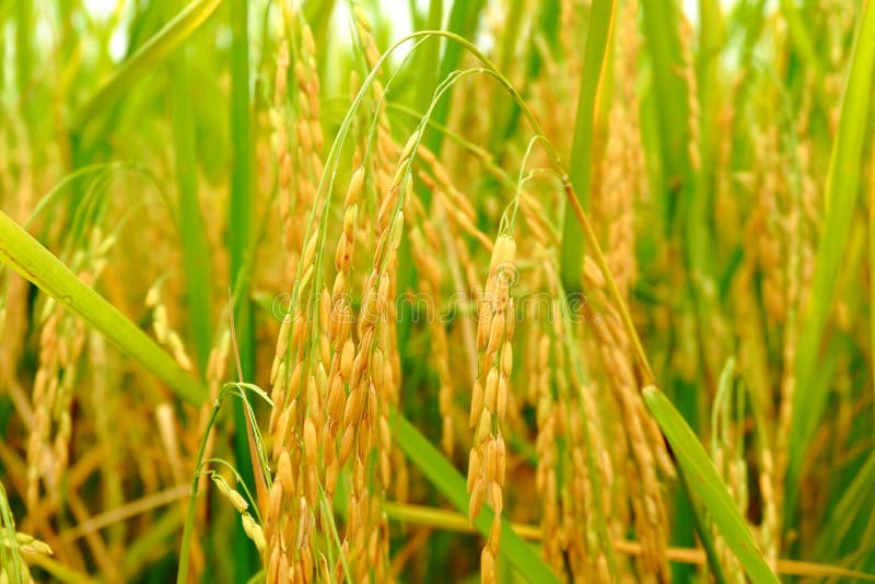 A fully grown ear of rice. stock photo. Image of rice - 205341002