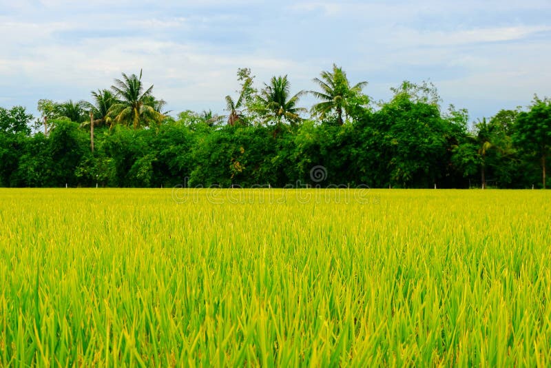 A fully grown ear of rice. stock photo. Image of detail - 205341270