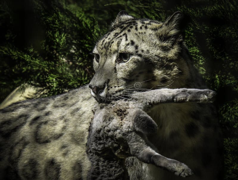 Snow Leopard Face stock photo. Image of buckskinman - 104945014