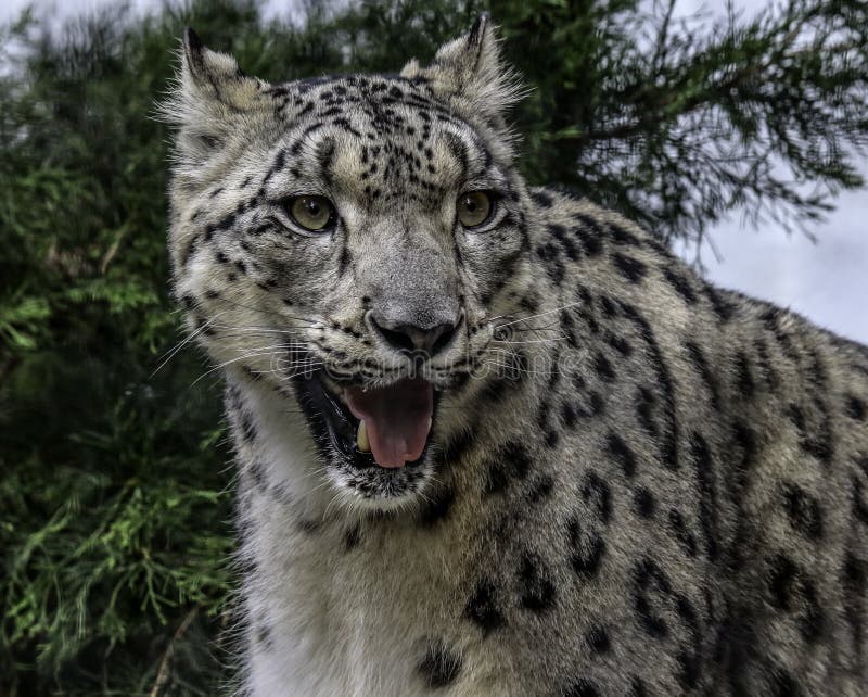 Snow Leopard Face stock image. Image of detail, cold - 104945053