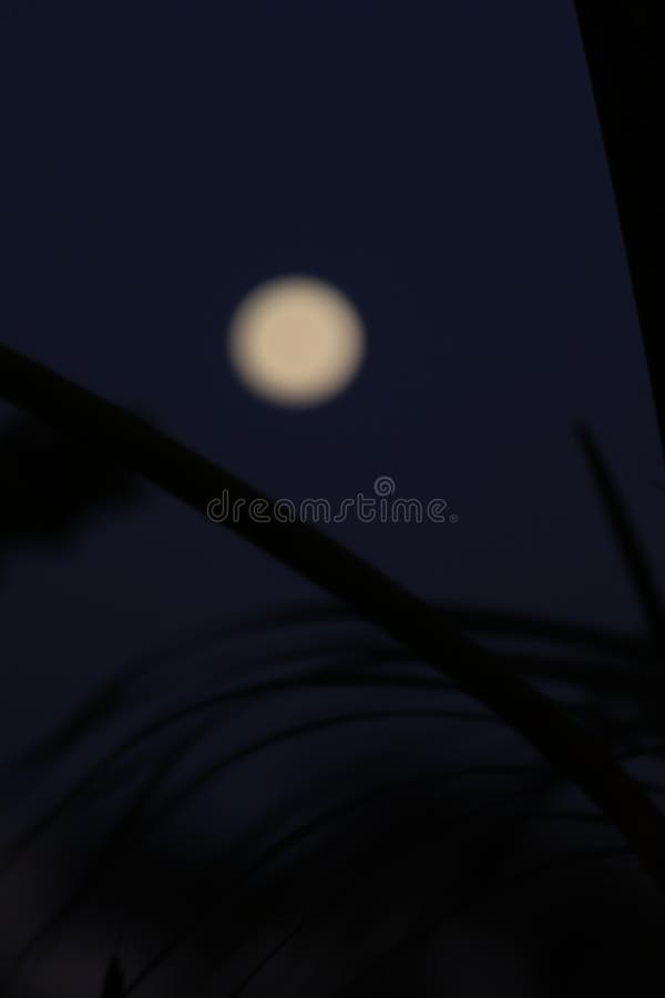 Fully Grown Moon Covered Beautifully by the Leaf Stock Image - Image of ...