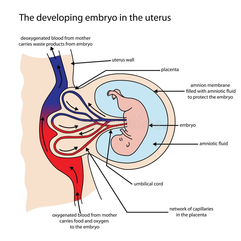 Fully Labeled Diagram of Fetus Developing in the Uterus Stock Vector ... Fully Labeled Diagram of Fetus Developing in the Uterus Stock Vector ...