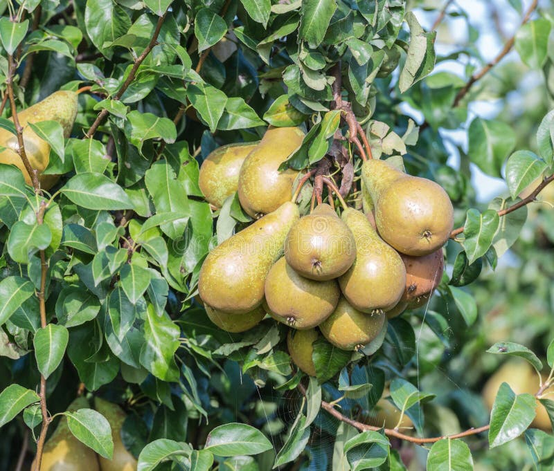 Fully Loaded Branches of a Pear Tree Stock Image - Image of fresh ...