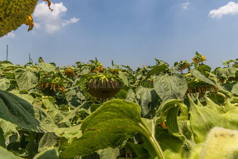 Fully loaded sunflowers stock image. Image of outdoor - 151597615