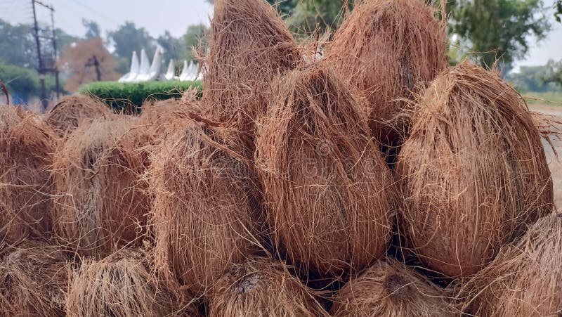 Fully Matured Coconuts but while De-husking, Stock Photo - Image of ...