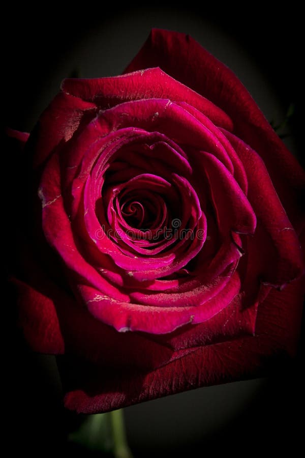 Fully Open Red Rose on Black Background Stock Image - Image of romance ...