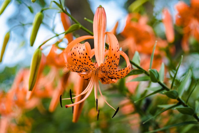 A Fully Opened Blossom of a Tiger Lily in the Garden Stock Image ...