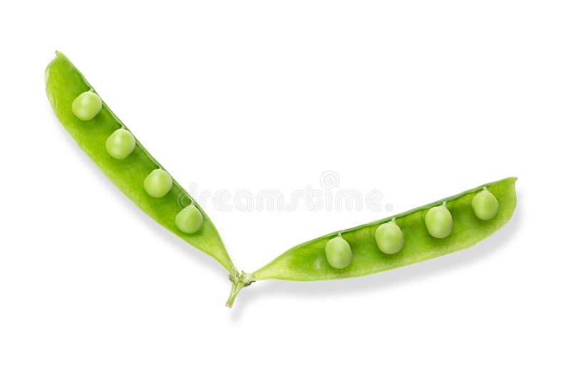 Fully Open Pea Pod with Fresh Green Peas, Pisum Sativum, from Above ...