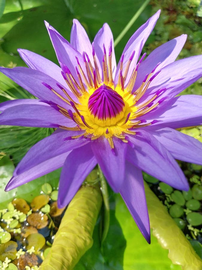 Fully opened water lilly stock image. Image of herb - 327454407