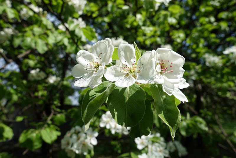 Fully Opened White Flowers of Pear in April Stock Image - Image of pear ...