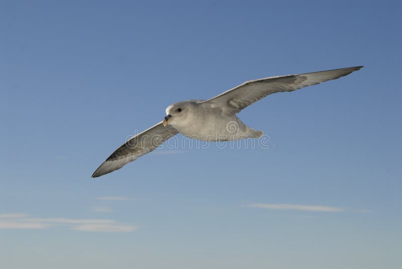 Southern Giant Petrel in Flight in the Antarctica. Stock Image - Image ...