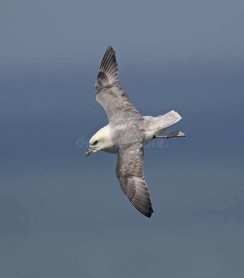Fulmar stock image. Image of nature, coastal, british - 71457739