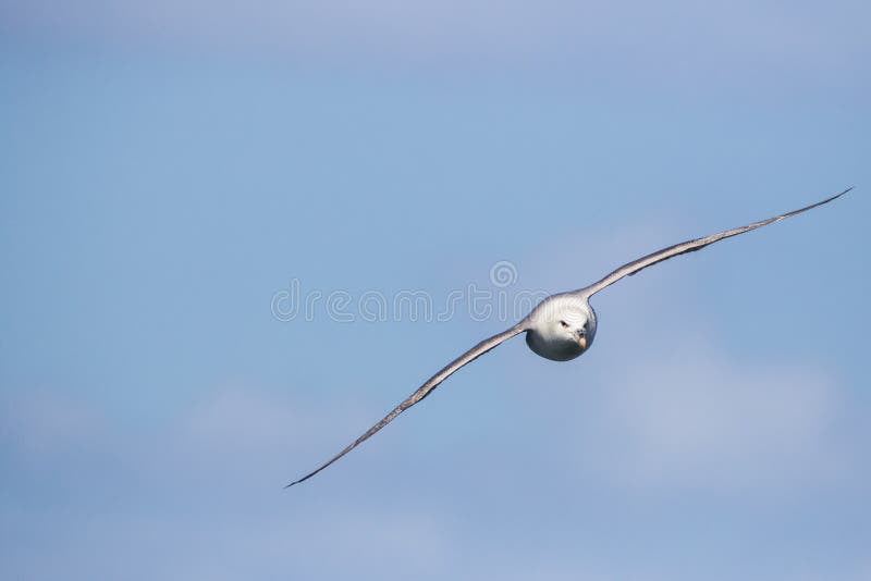 Fulmar Fulmarus Glacialis in Flight Stock Photo - Image of gull, animal ...