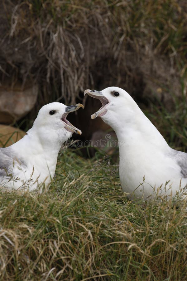 Fulmar, Fulmarus glacialis stock photo. Image of fulmarus - 33832680