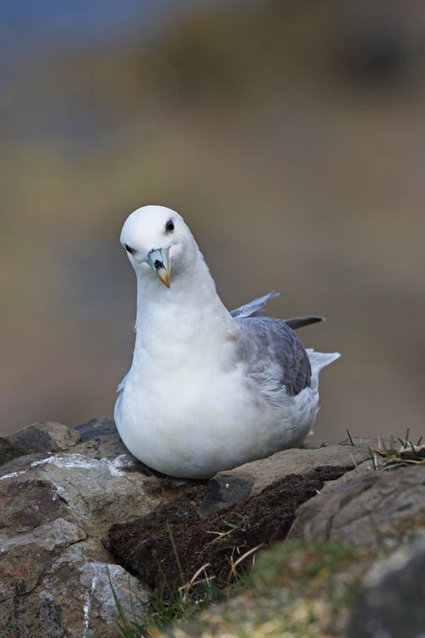Fulmar stock photo. Image of background, male, life, flight - 55982446
