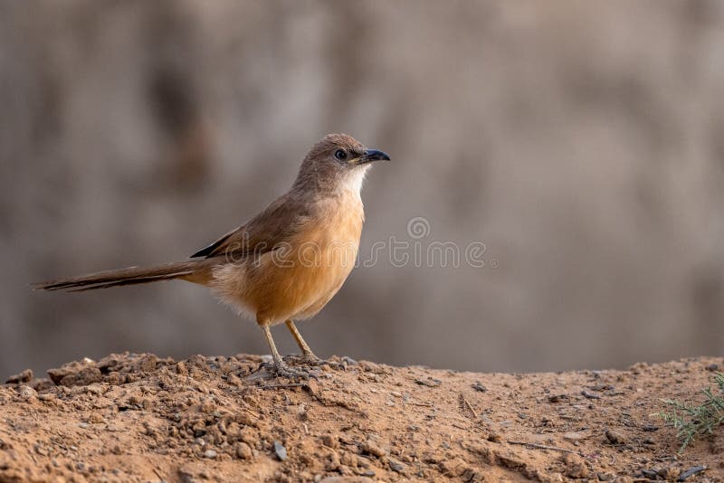 Fulvous Babbler, Fulvous Chatterer, Argya Fulva, Turdoides Fulva ...
