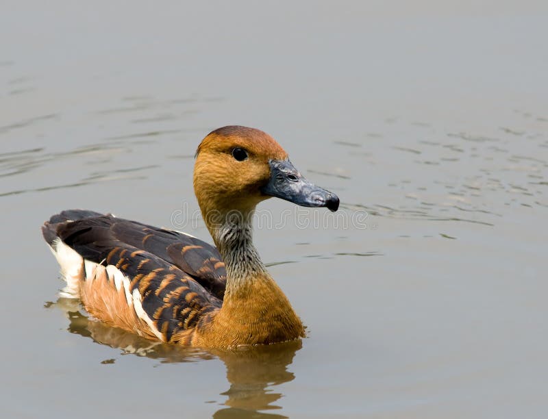Fulvous Duck stock photo. Image of wading, wild, diving - 19640328