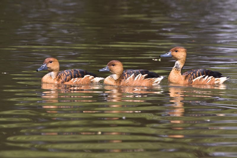 Three Ducks Picture. Image: 2509852