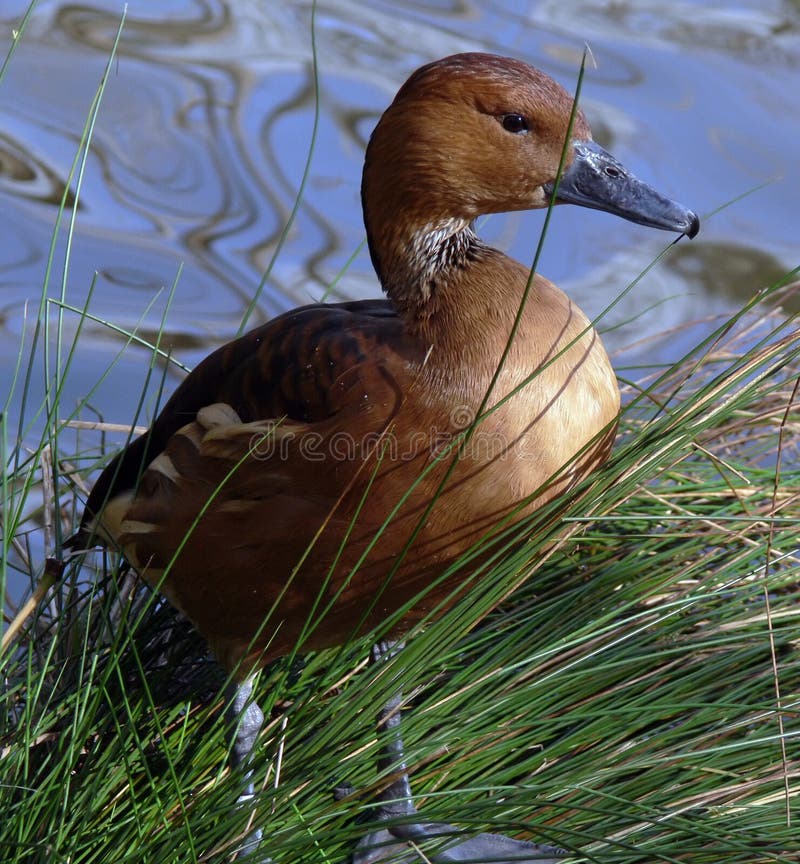 Fulvous Whistling Duck stock photo. Image of fowl, feathers - 460304