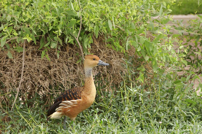 The Fulvous Whistling Duck in Front of Bush Stock Image - Image of ...