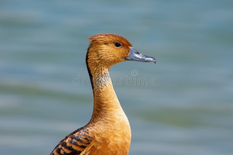 Fulvous Whistling Duck or Fulvous Tree Duck (Dendrocygna Bicolor ...