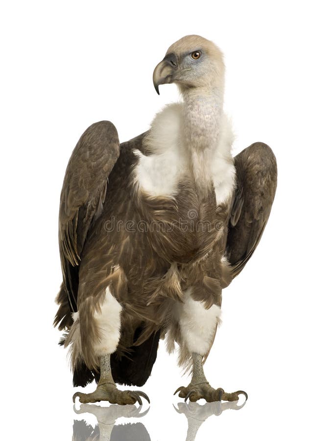 1,323 Gryfon zdjęć stockowych - bezpłatne i z licencją Royalty Free od ...
