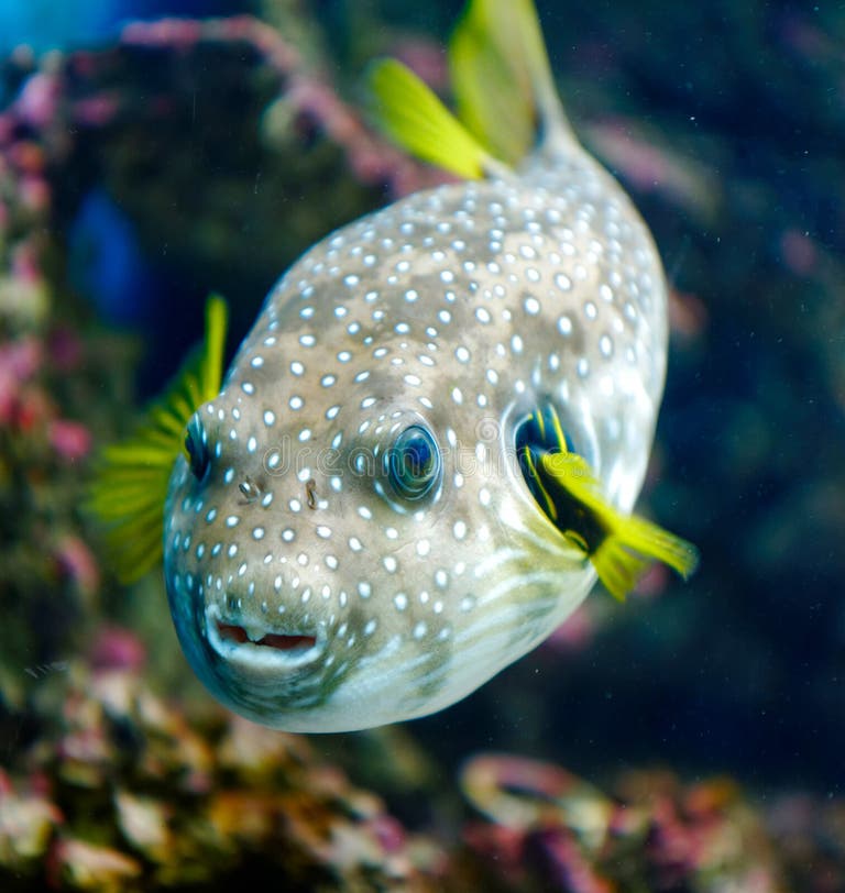 866 Pez Globo Blanco Fotos de stock - Fotos libres de regalías de ...