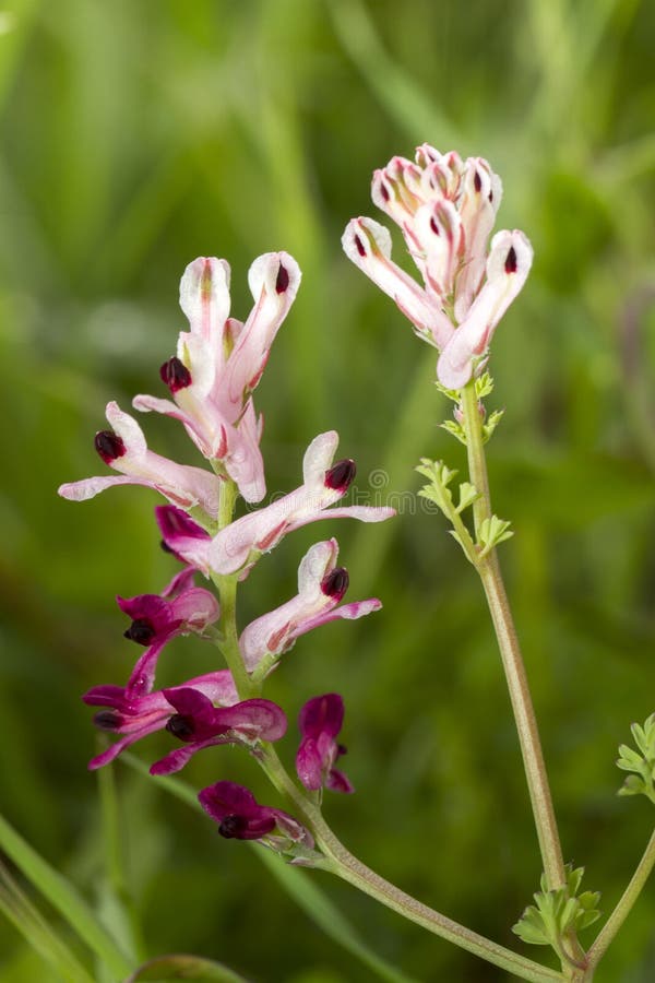 Fumaria capreolata flower stock photo. Image of nature - 33176034