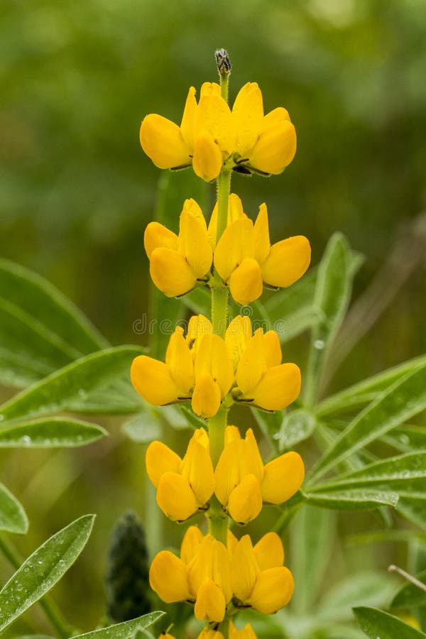 Fumaria capreolata flower stock image. Image of algarve - 33176349
