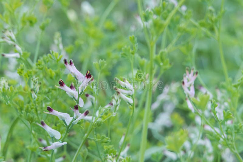 Fumaria Flower Close Up View Outdoors Fumaria Officinalis Stock Photo ...