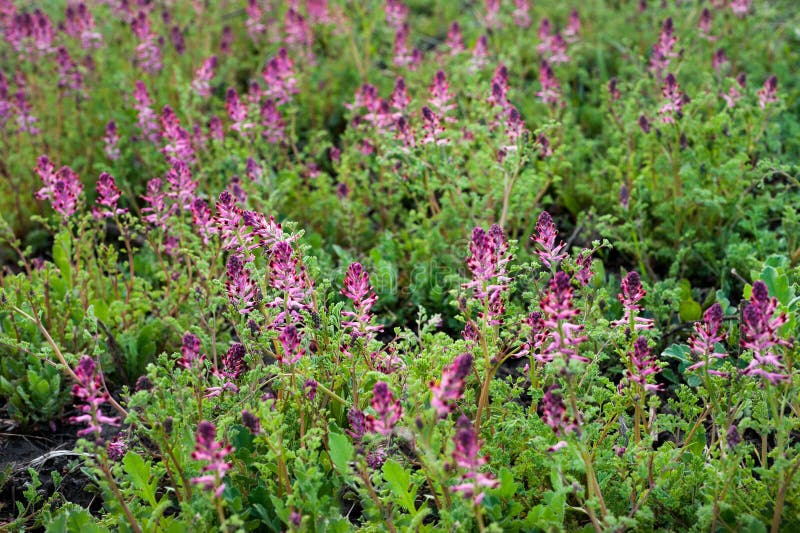 Fumaria Officinalis Flower Closeup Stock Image - Image of green ...