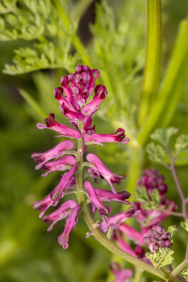 Fumaria officinalis flower stock image. Image of macro - 114809981