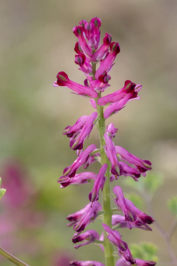 Fumaria officinalis flower stock photo. Image of bloom - 114809820