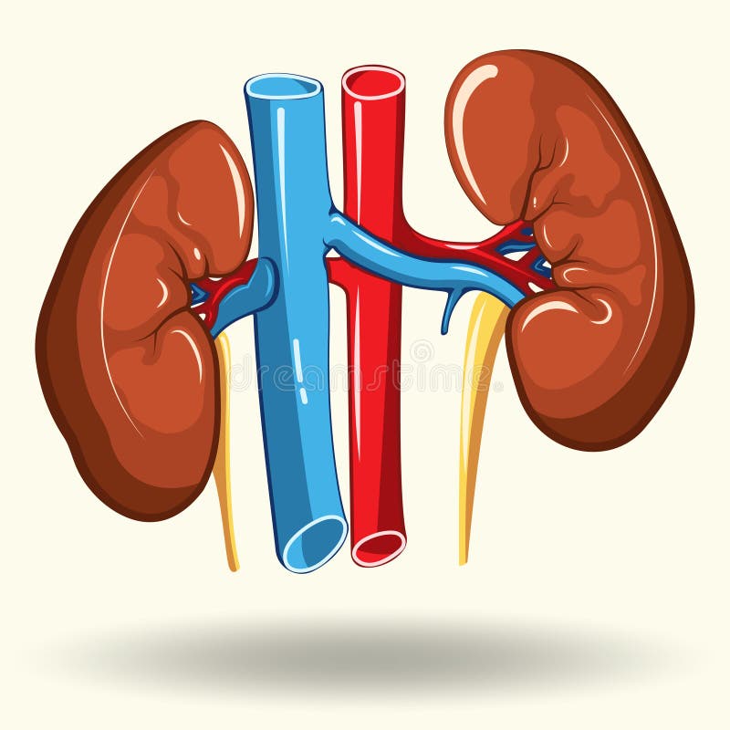 Fumetto umano dei reni illustrazione di stock. Illustrazione di cancro ...