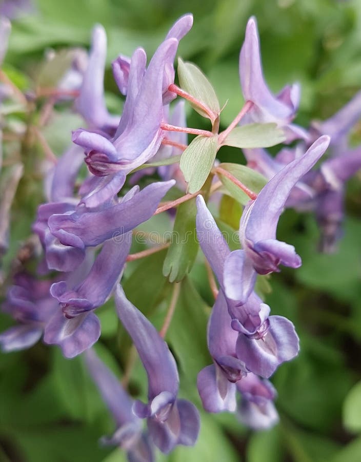 Fumewort (Corydalis Solida) Stock Photo - Image of halleri, solida ...