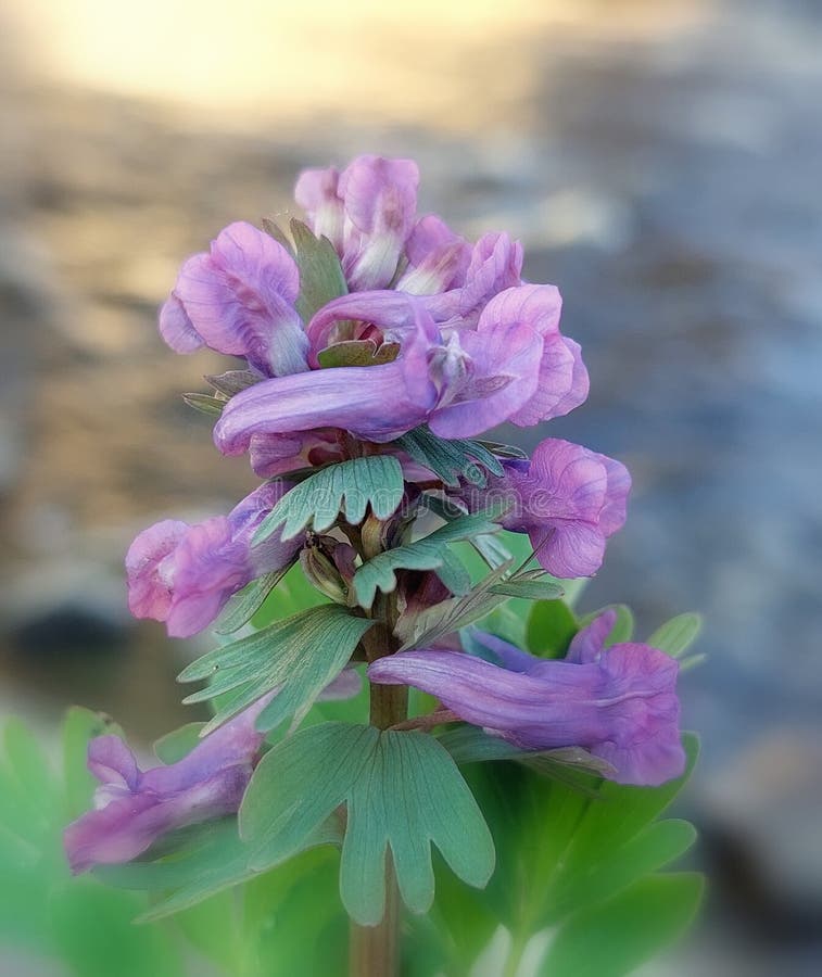 Fumewort (Corydalis Solida) Stock Image - Image of spring, flora: 274740429