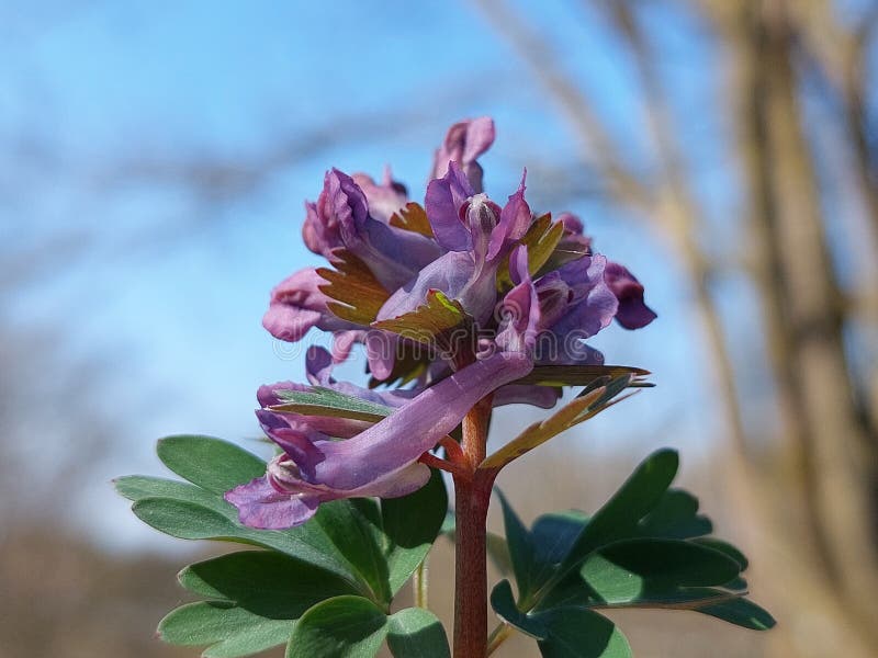 Fumewort (Corydalis Solida) Stock Image - Image of purple, nature ...
