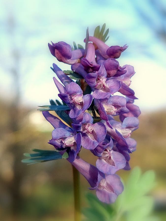 Fumewort (Corydalis Solida) Stock Image - Image of purple, tuberous ...
