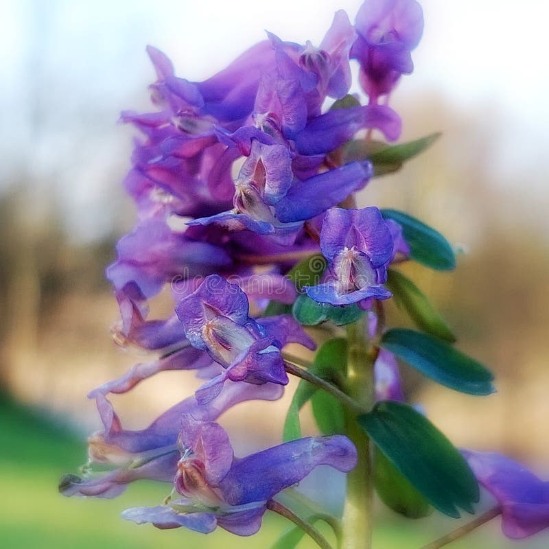 Fumewort (Corydalis Solida) Stock Image - Image of fumariaceae, plant ...