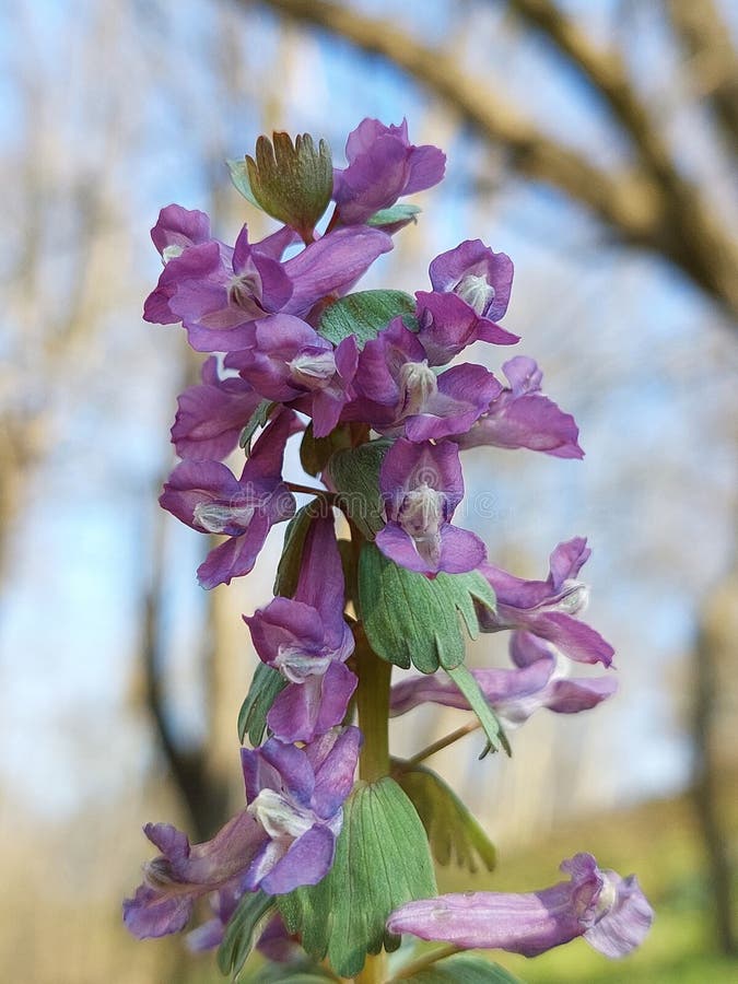 Fumewort (Corydalis Solida) Stock Image - Image of papaveraceae ...