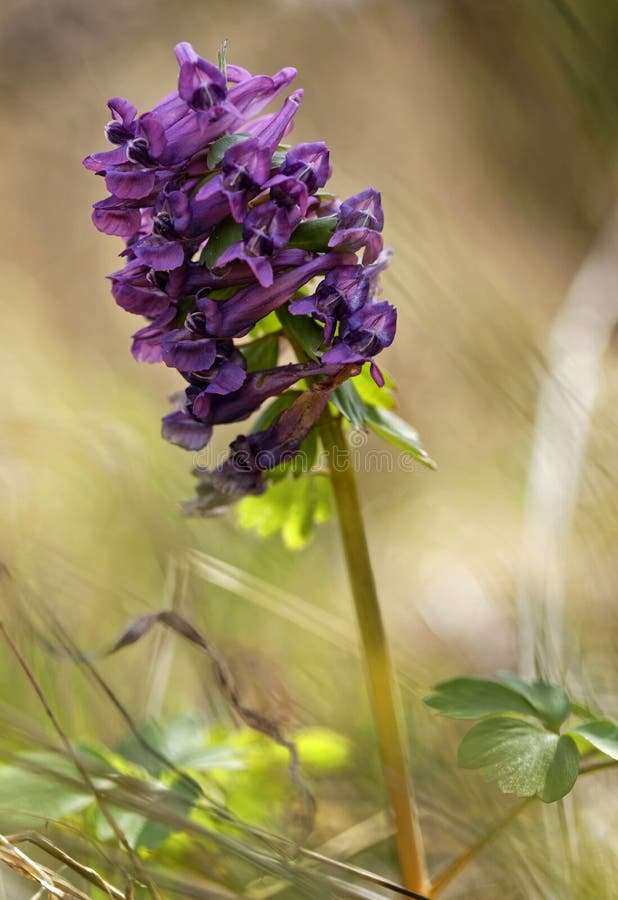 Fumewort stock photo. Image of herbaceous, bloom, blossom - 89333728