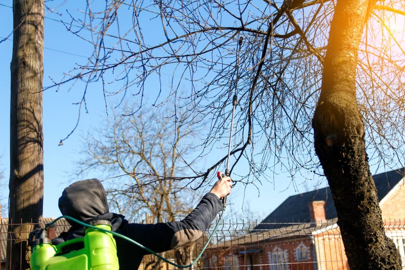 Fumigating Pesti Pest Control Defocus Farmer Man Spraying Tree With