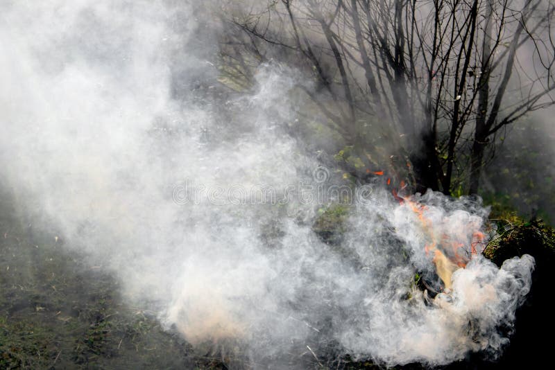 Fumigation Garden Trees with Smoke, Protection from Insects Stock Image ...